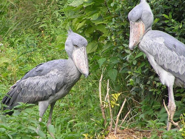 4 Days Entebbe, Kampala and Jinja Tour - All Uganda Safaris