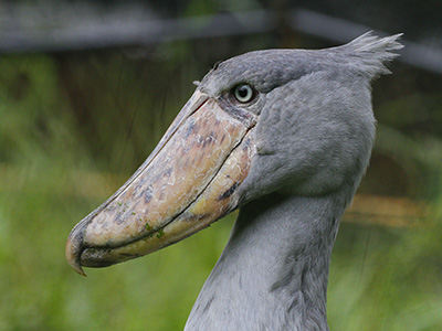 17 Days Uganda Safari and Rwanda Tour - All Uganda Safaris