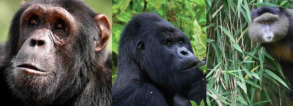 Uganda Wildlife Safaris Guide & Wildlife Game Viewing Tours