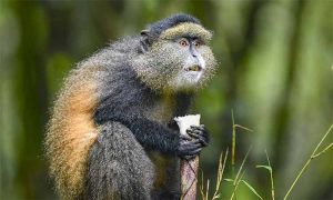6 Days Uganda Primates and Cultural Tour