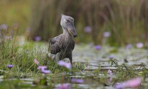 Shoebill Stork Facts; Size, Location, Height, Diet + Videos