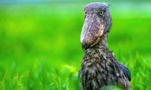 Shoebill Stork Facts; Size, Location, Height, Diet + Videos