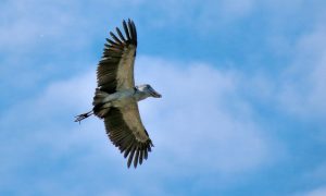 Shoebill Stork Facts; Size, Location, Height, Diet + Videos