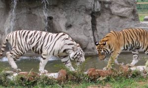 1 Day Entebbe Tour to the Best Places to Visit in Entebbe