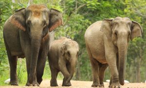 African Elephant; Facts, Habitat, Diet, Size and Strength