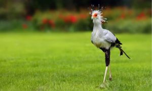 Secretary Bird Facts, Characteristics, Height, Diet & Photos