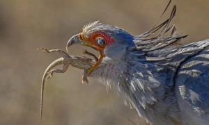 Secretary Bird Facts, Characteristics, Height, Diet & Photos