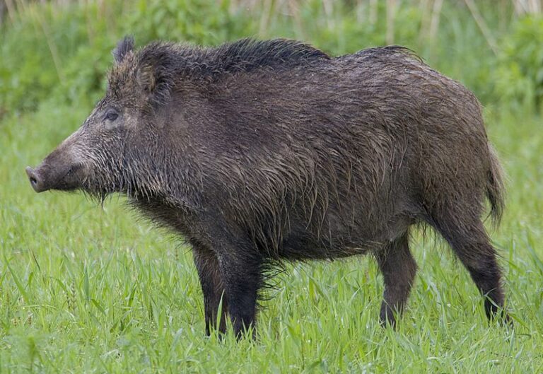 8 Warthog Top Facts: warthog vs boar, Baby, Speed, Family,