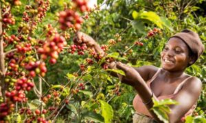 Is Uganda a Rich or Poor Country? Economic Facts 2025