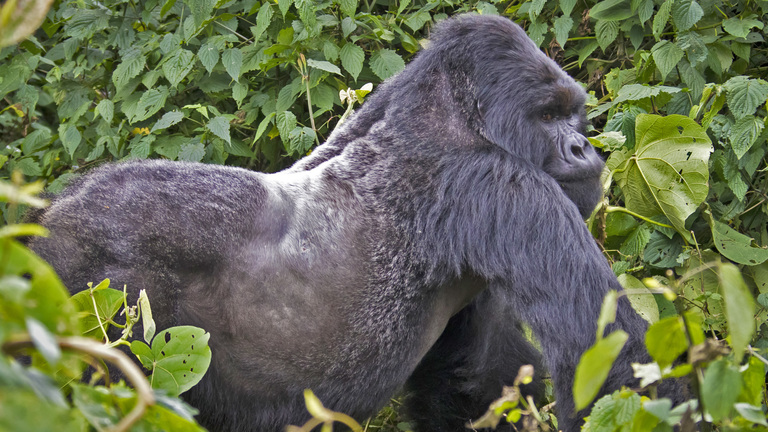 Silverback Gorilla Weight:How Heavy Are Adult Male Gorillas?